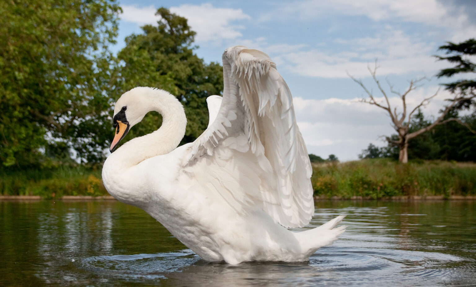 Keeping Swans on Your Homestead - Backyard Poultry